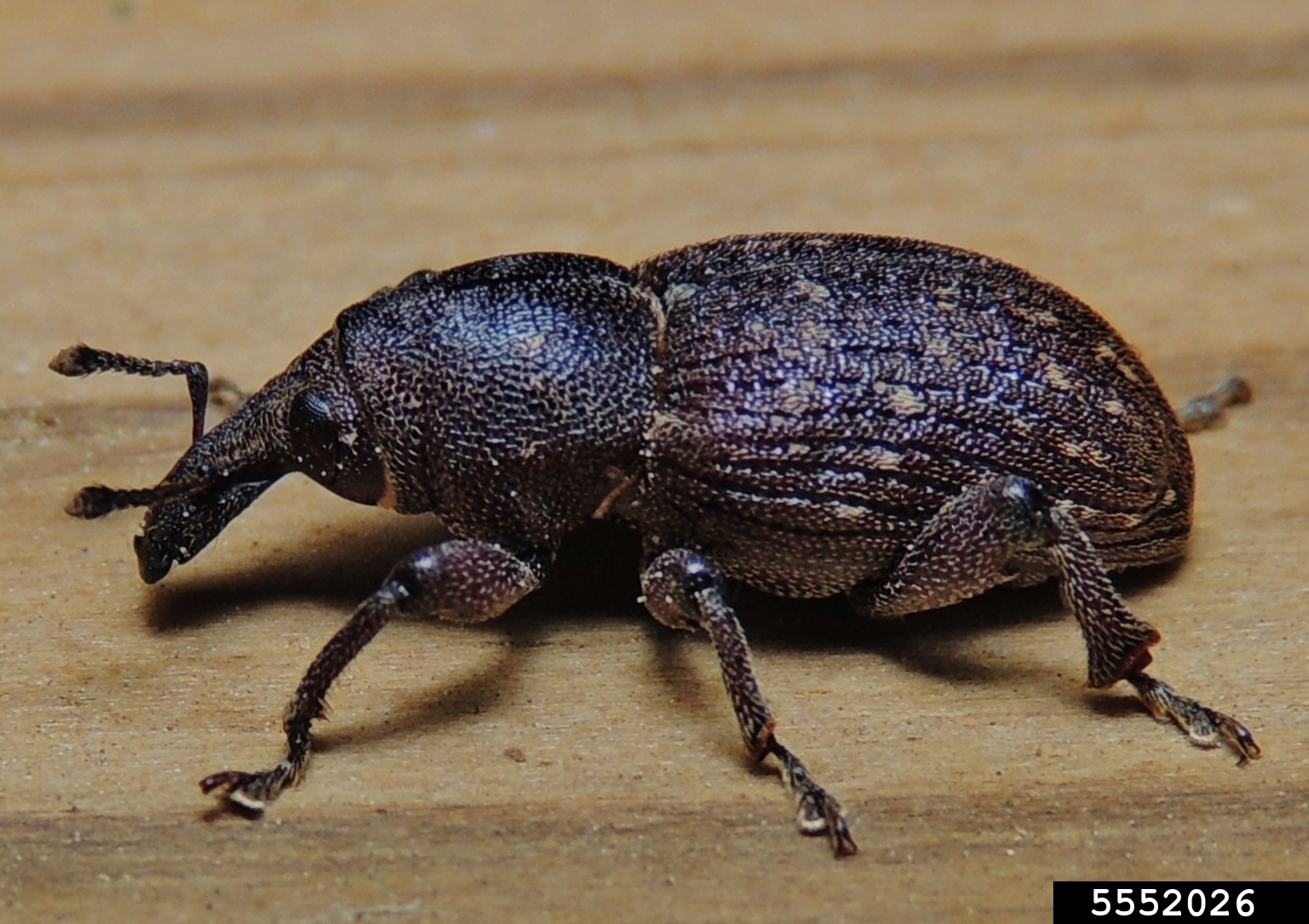 pitch-eating weevil (Pachylobius picivorus (Germar, 1824))