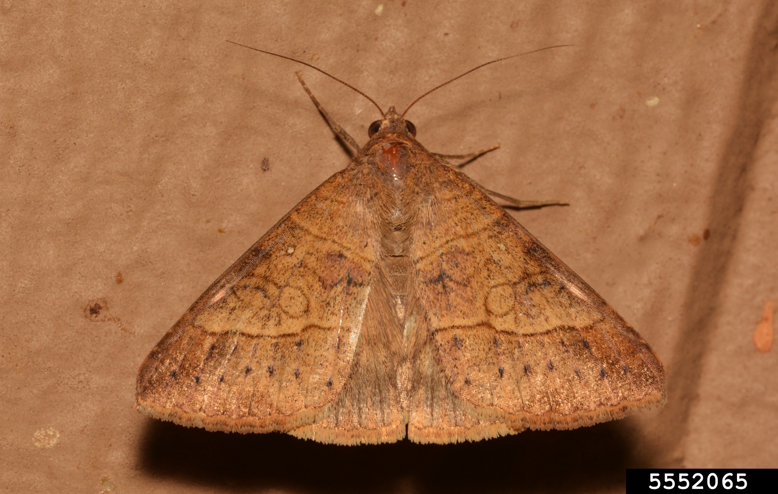 striped grassworm looper (Mocis latipes (Guenee))