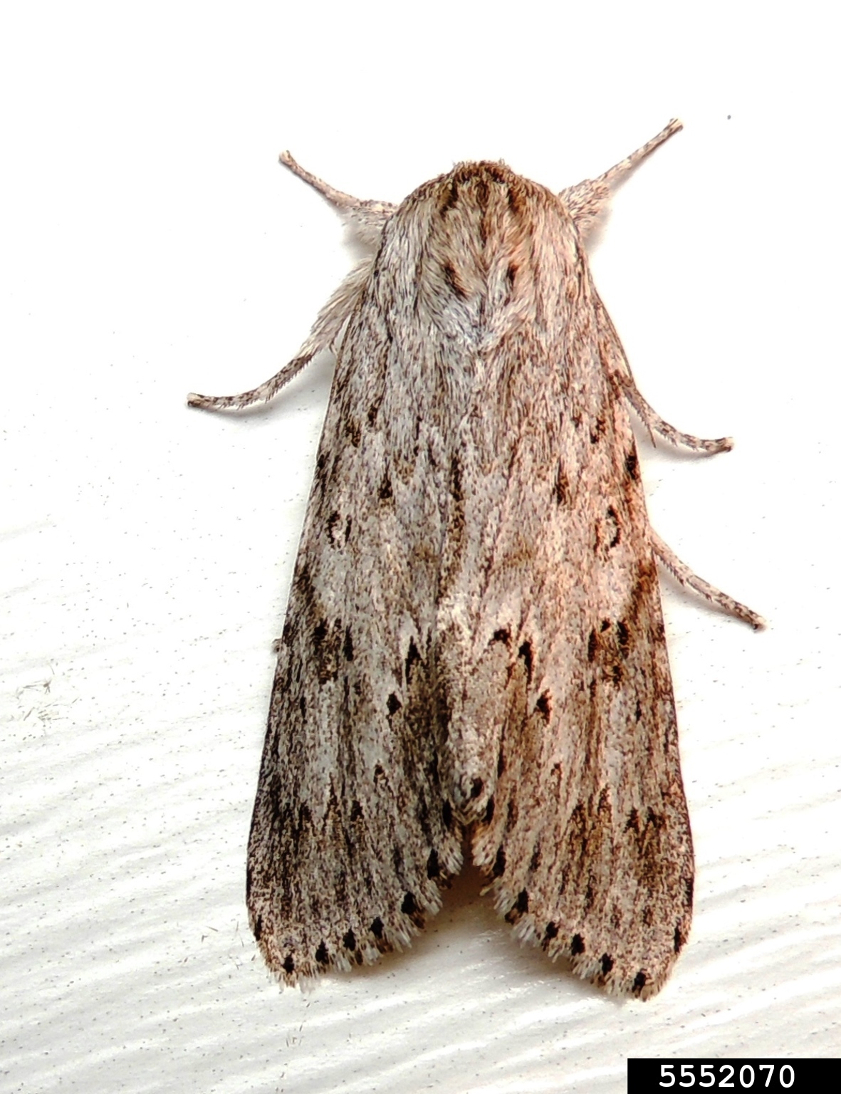smeared dagger moth (Acronicta oblinita (J.E. Smith))