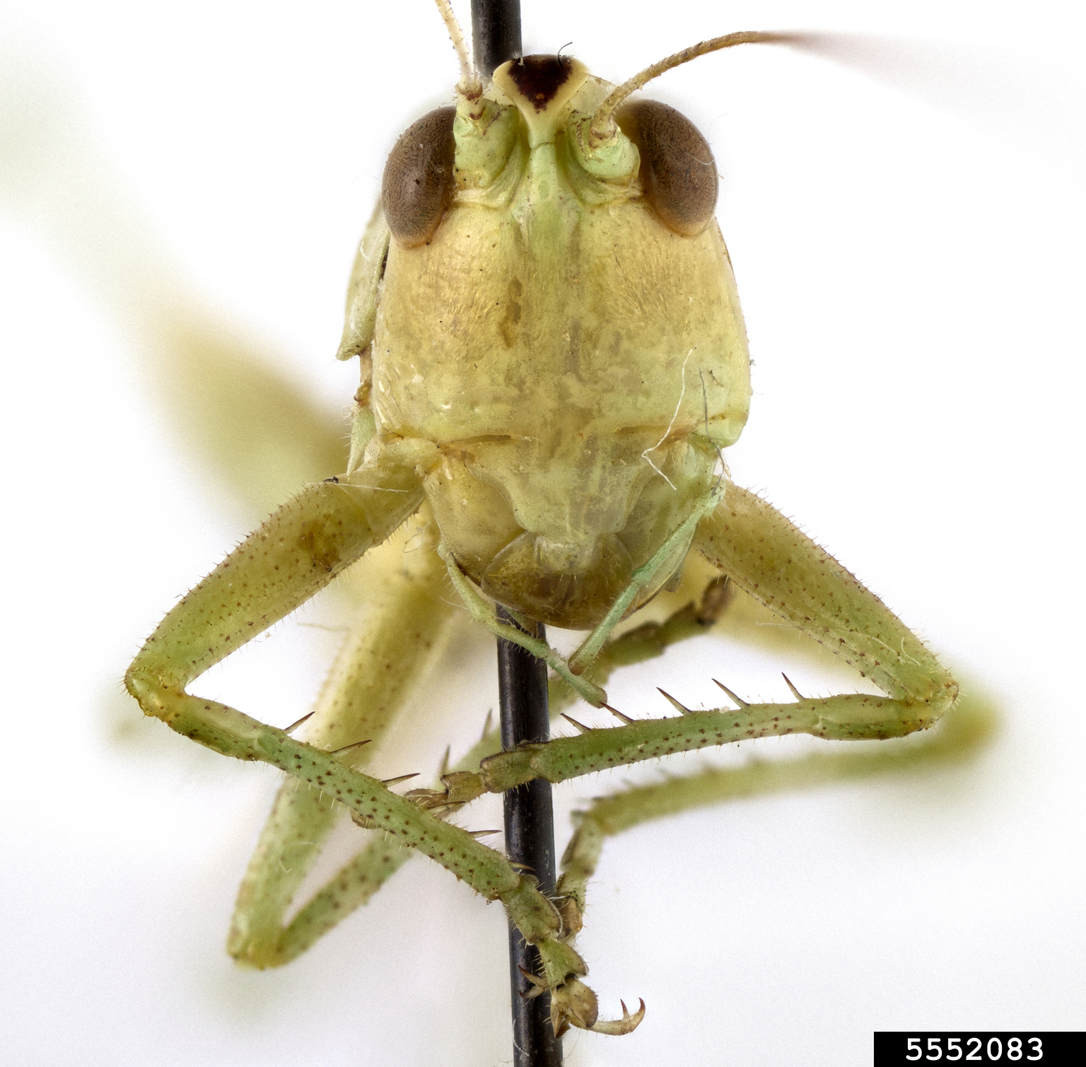 straight-laced meadow grasshopper (Conocephalus strictus)