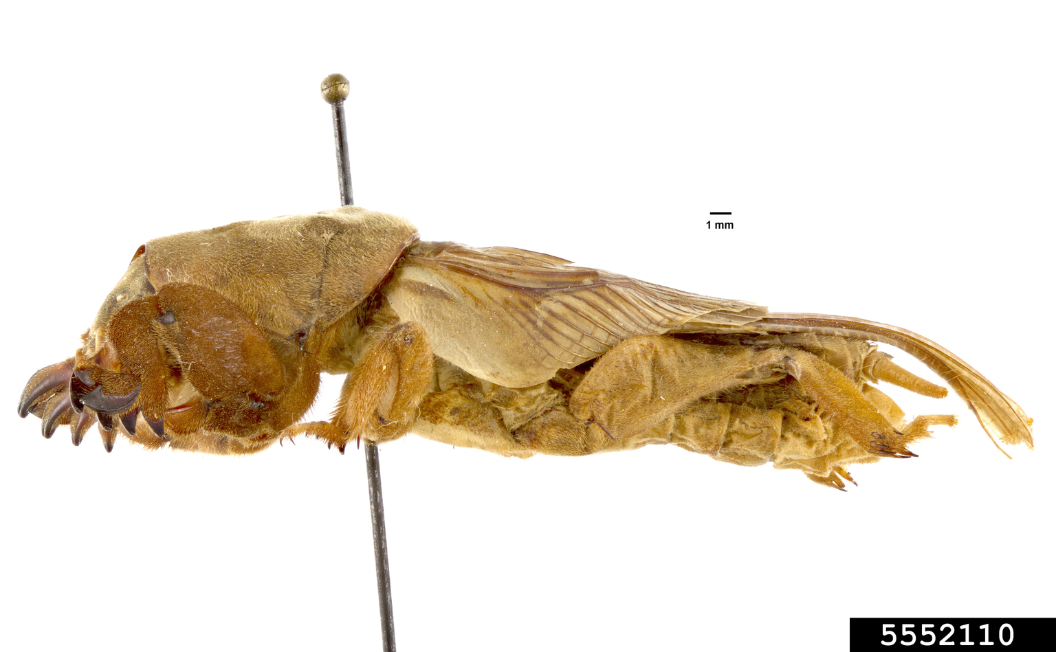European mole cricket (Gryllotalpa gryllotalpa (Linnaeus, 1758))