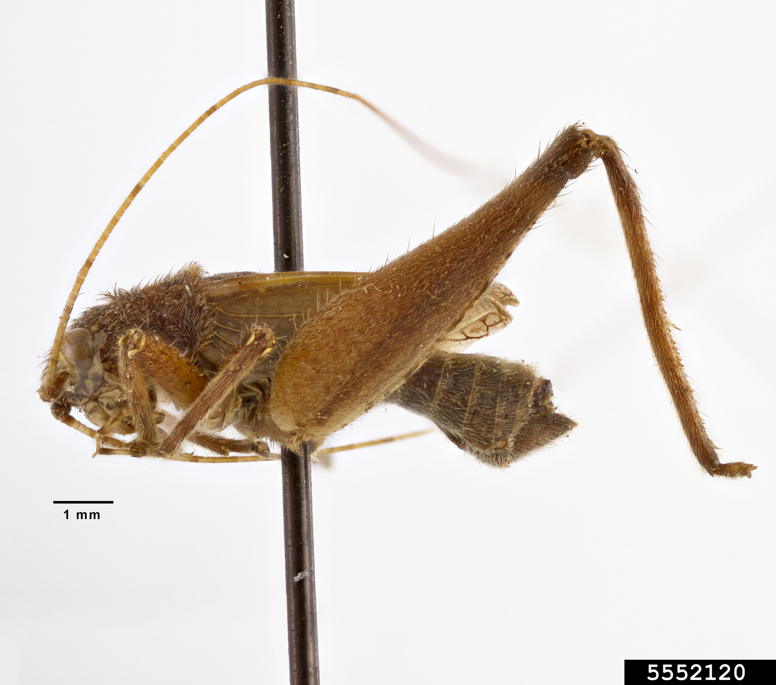 restless bush cricket (Hapithus agitator Uhler, 1864)