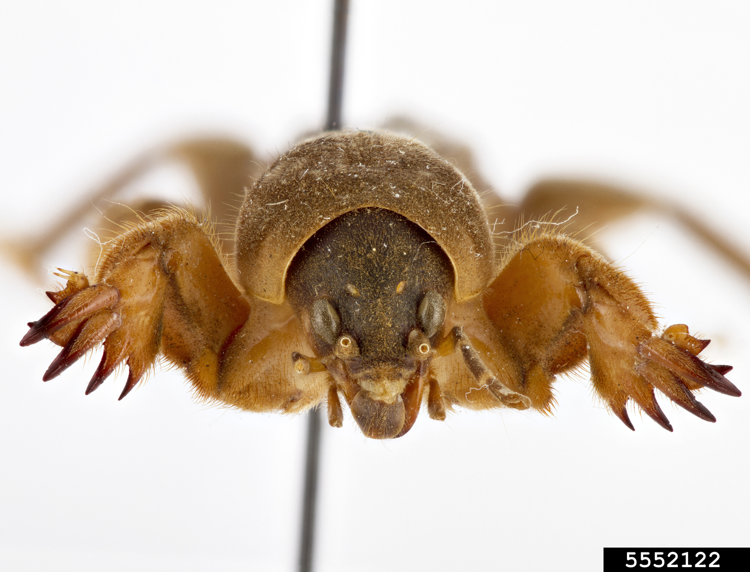 northern mole cricket (Neocurtilla hexadactyla)