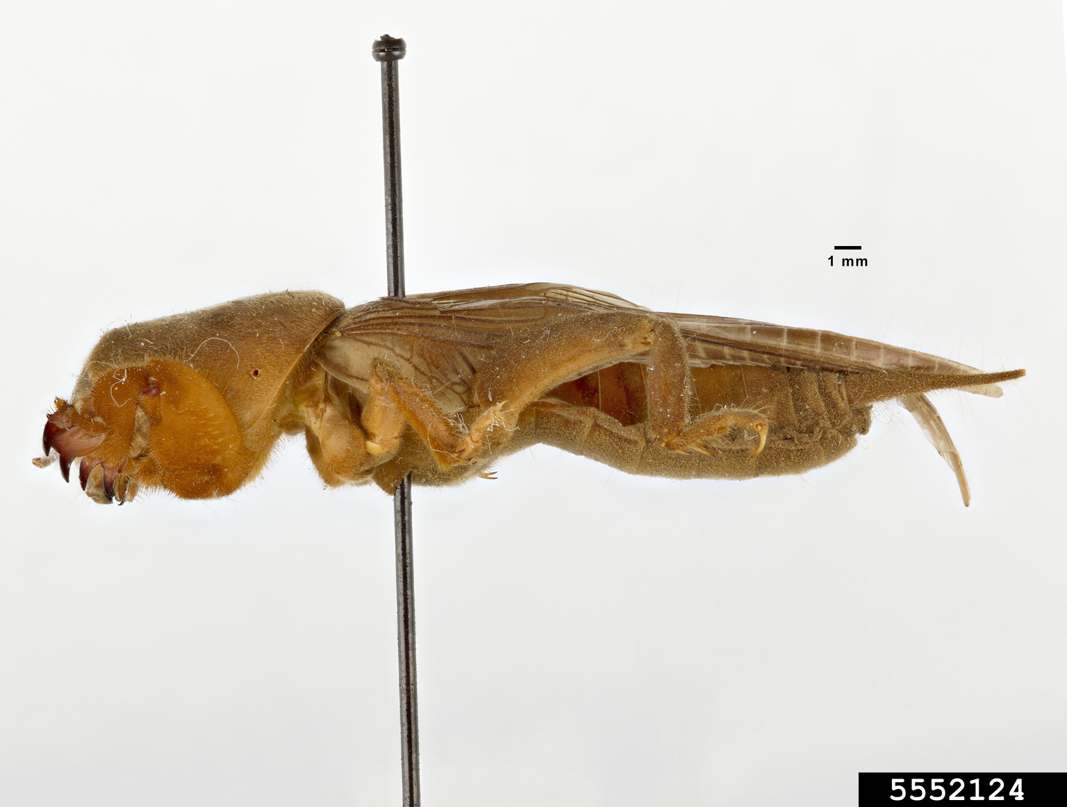 northern mole cricket (Neocurtilla hexadactyla)
