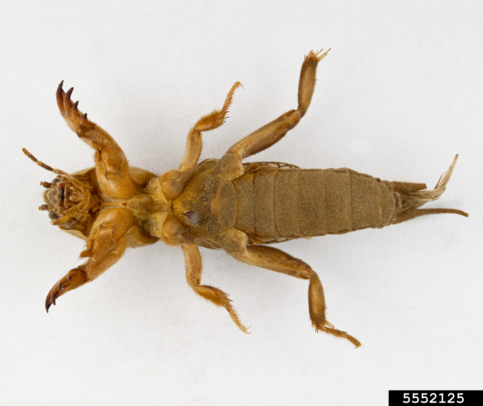 northern mole cricket (Neocurtilla hexadactyla (Perty, 1832))