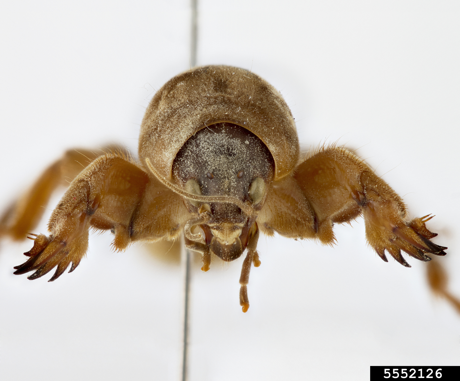 northern mole cricket (Neocurtilla hexadactyla (Perty, 1832))