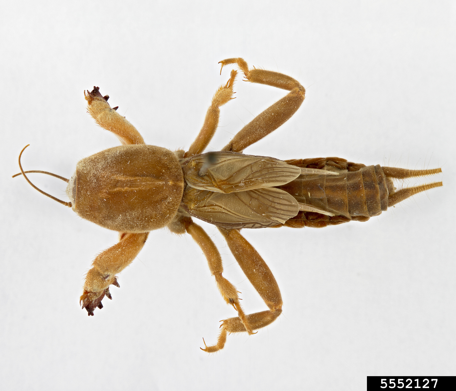 northern mole cricket (Neocurtilla hexadactyla (Perty, 1832))