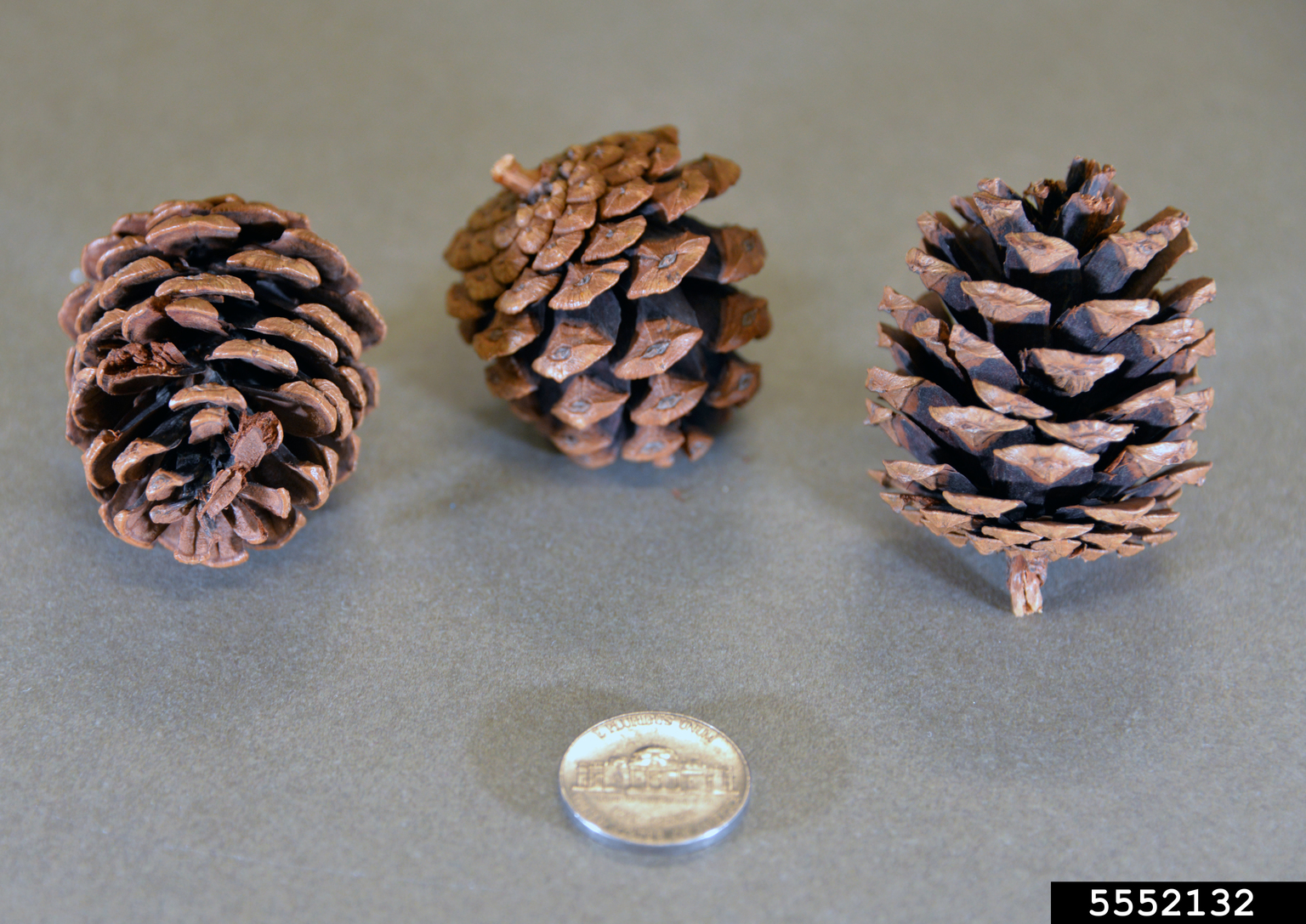 shortleaf pine (Pinus echinata)