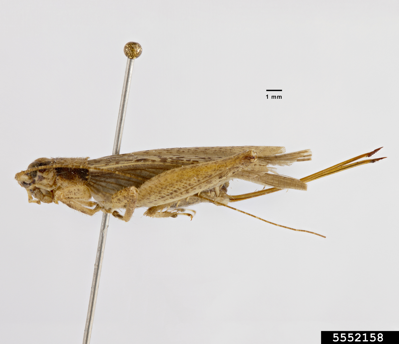 Hapithus saltator