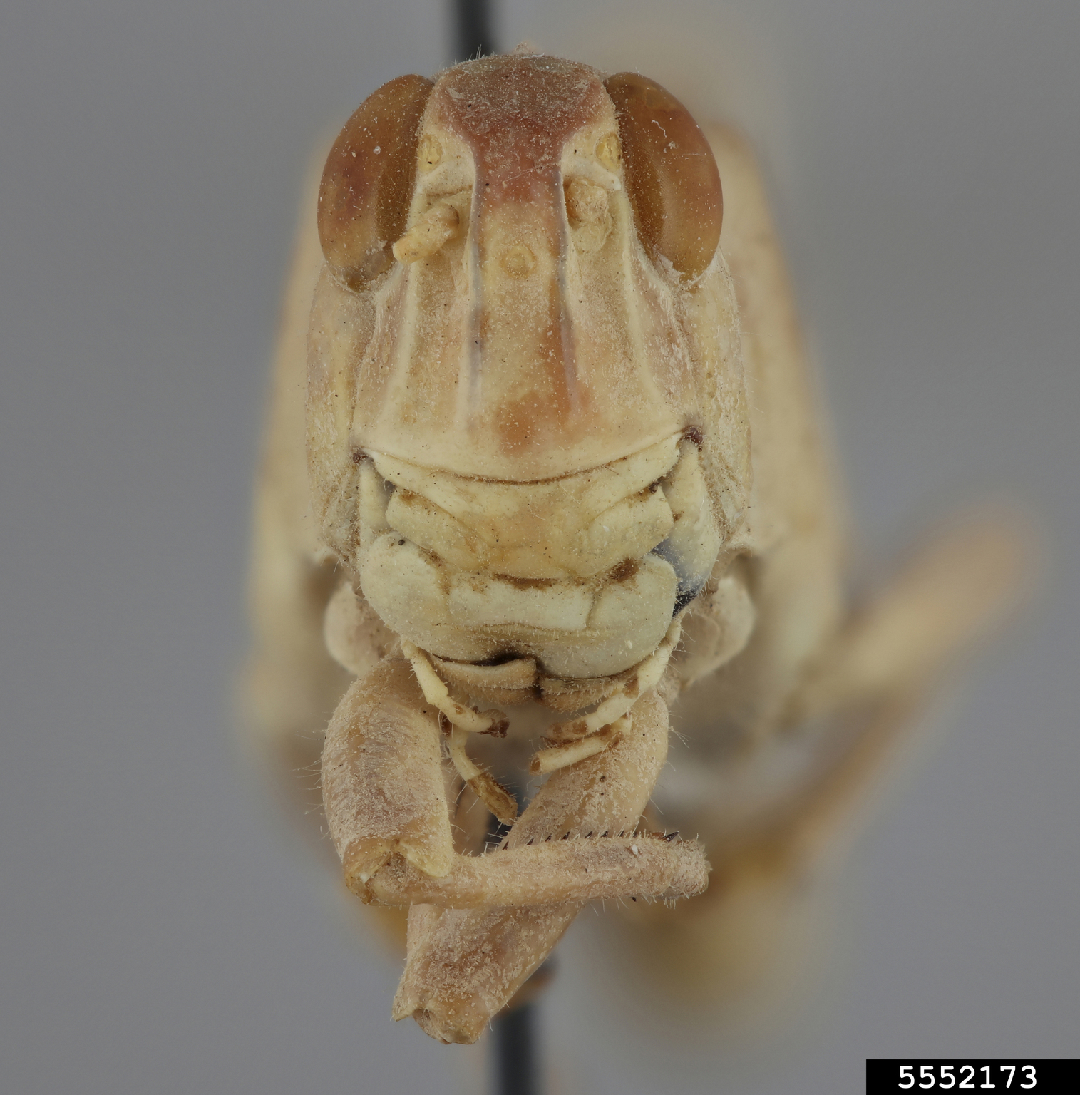 migratory locust (Locusta migratoria (Linnaeus, 1758))