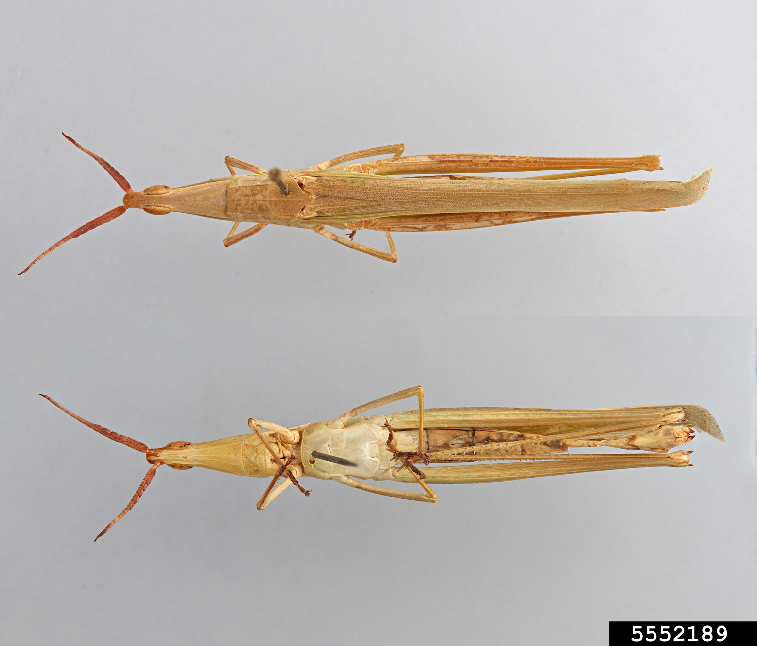 grasshopper (Acrida exaltata (Walker, 1859))