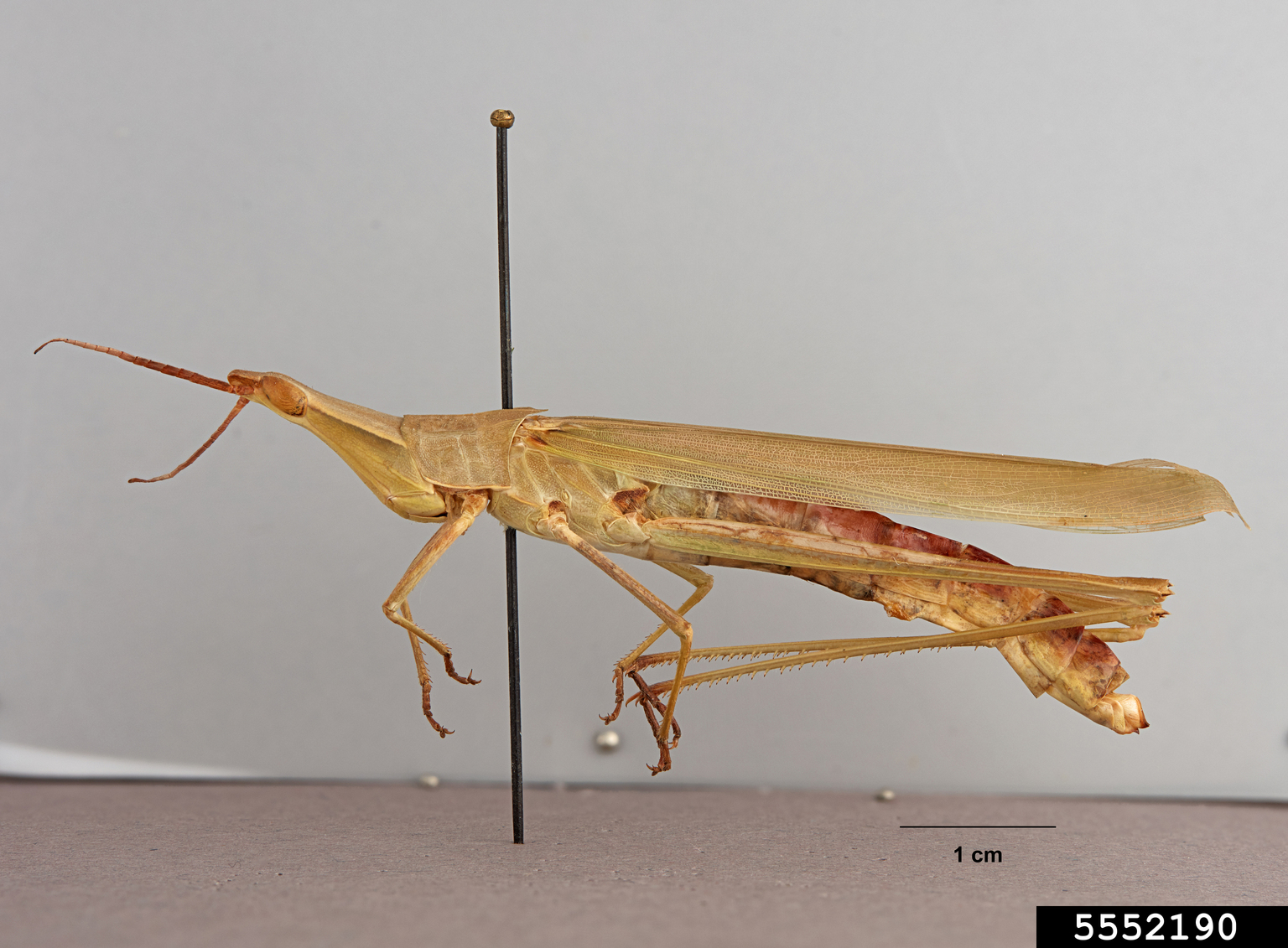 grasshopper (Acrida exaltata)
