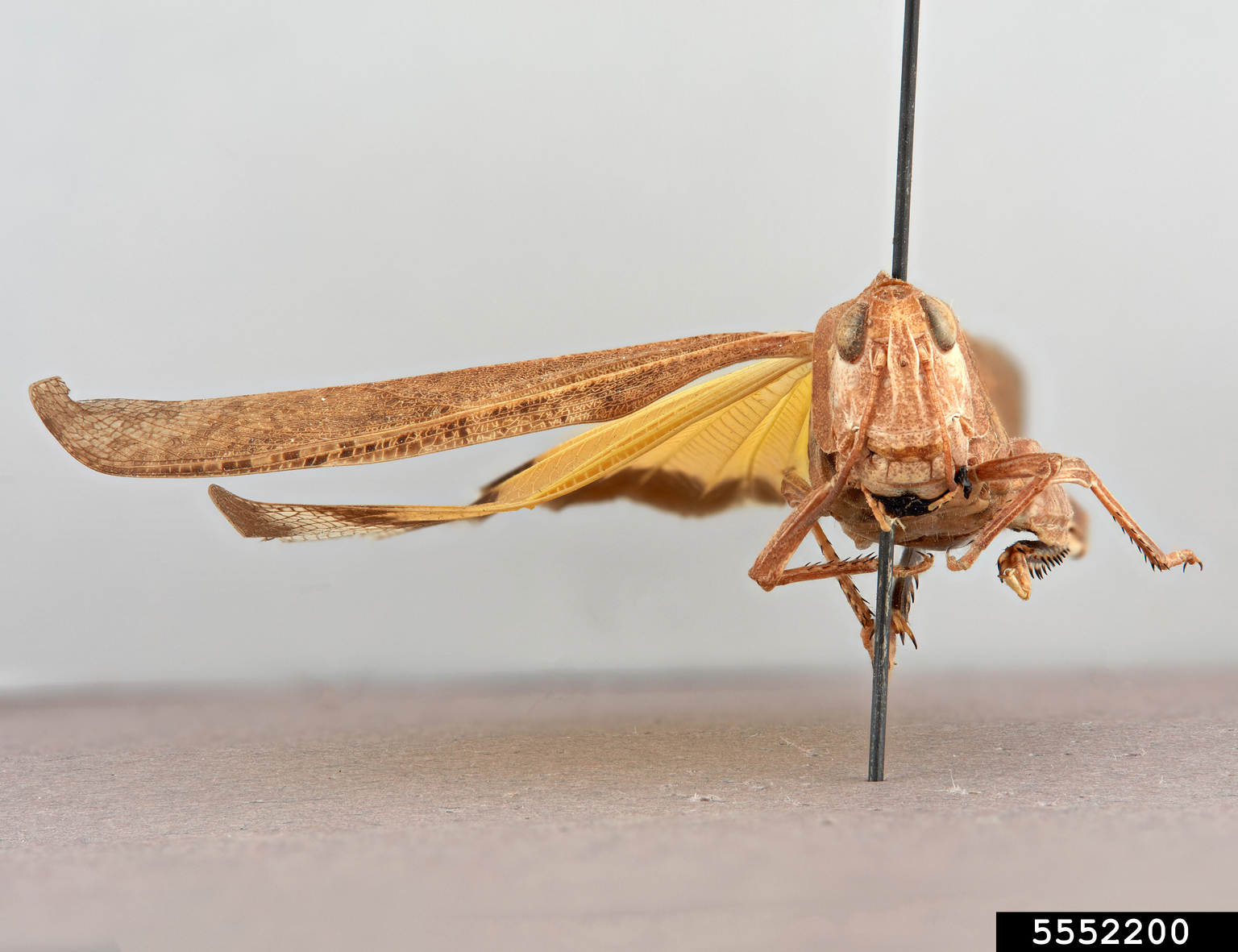 plains yellow-winged grasshopper (Arphia simplex Scudder, 1875)