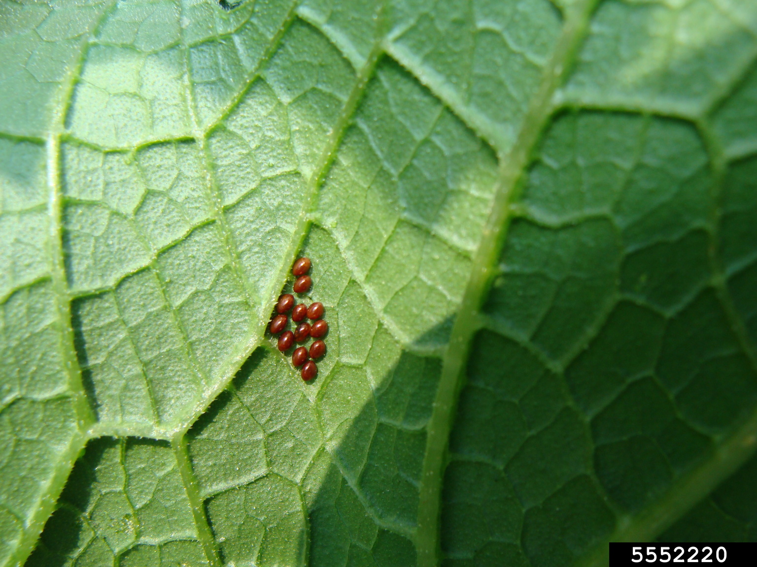 squash bug (Anasa tristis)