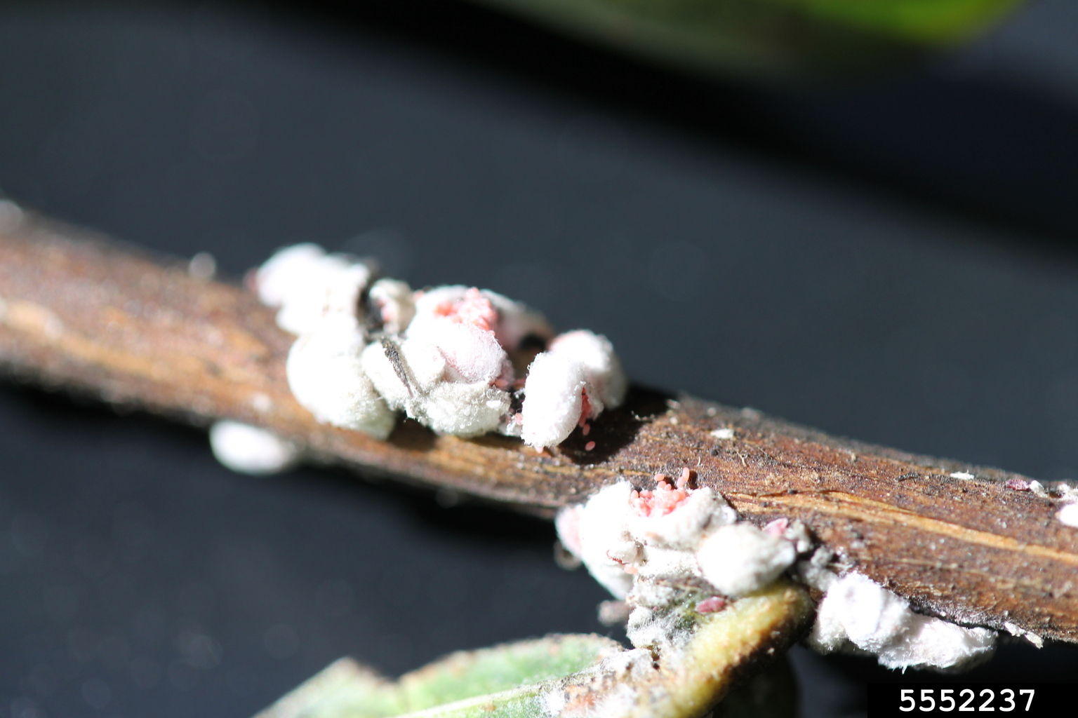 crapemyrtle bark scale (Acanthococcus lagerstroemiae (Kuwana))