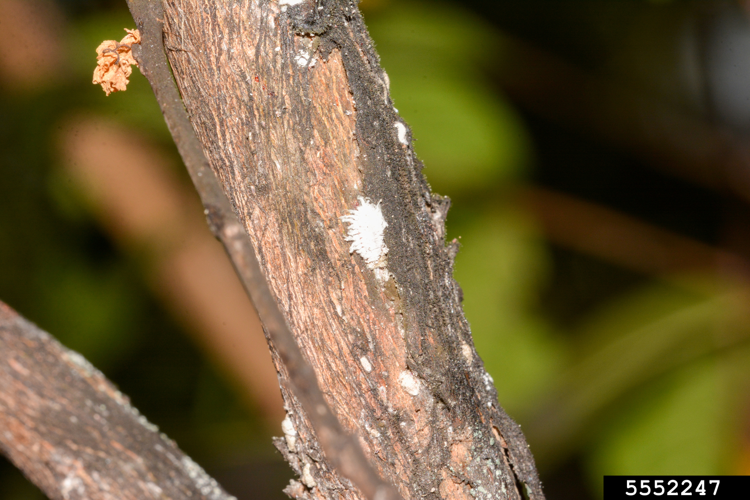 crapemyrtle bark scale (Acanthococcus lagerstroemiae (Kuwana))