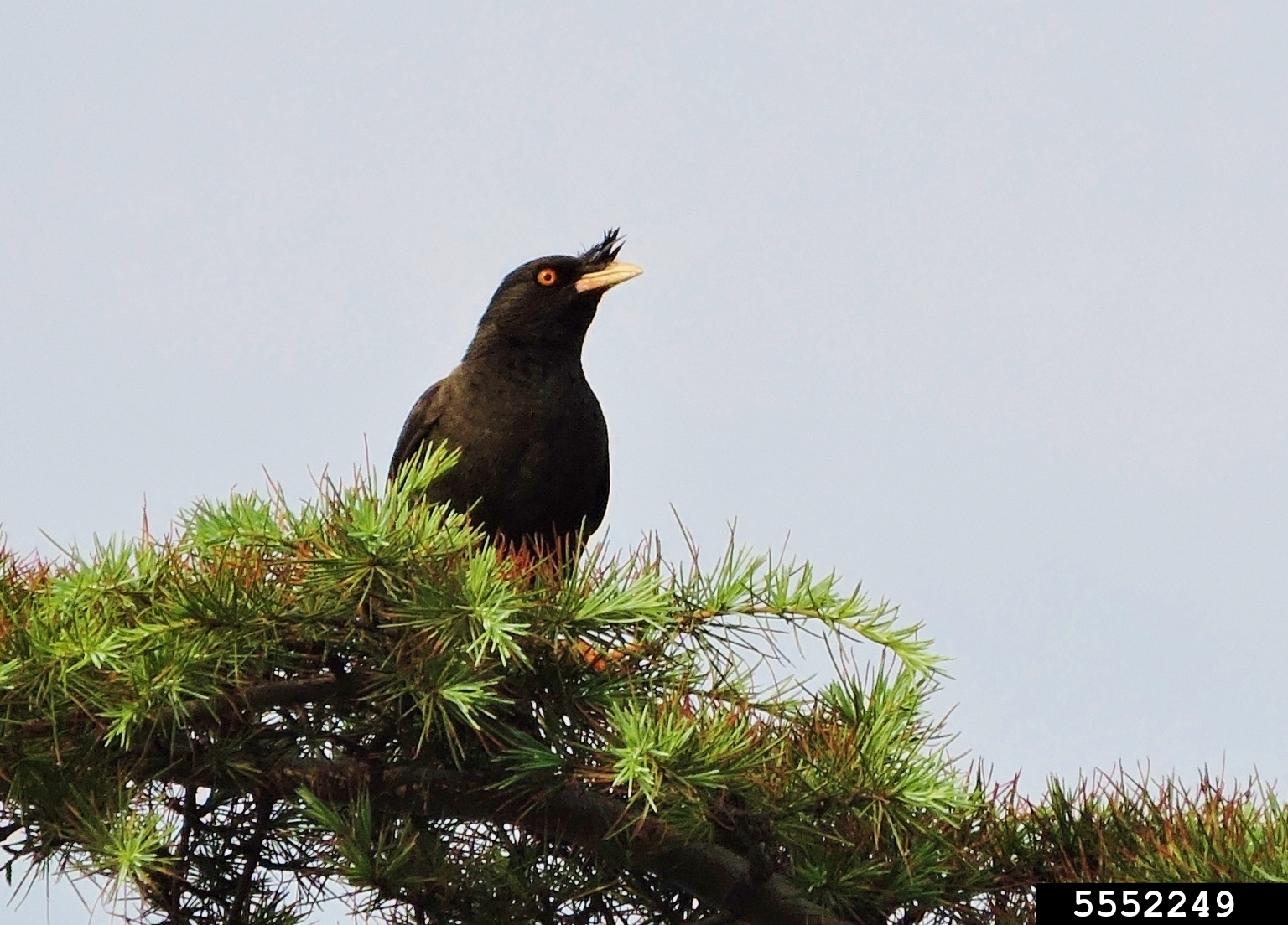 crested myna (Acridotheres cristatellus (Linnaeus, 1758))