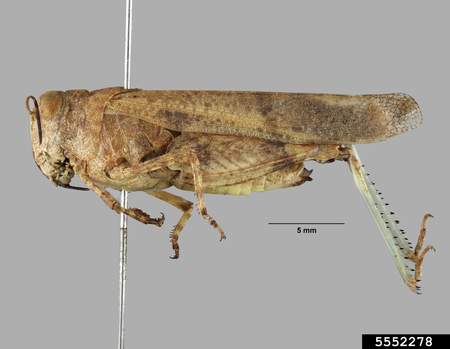 aztec range grasshopper (Lactista azteca (Saussure, 1861))