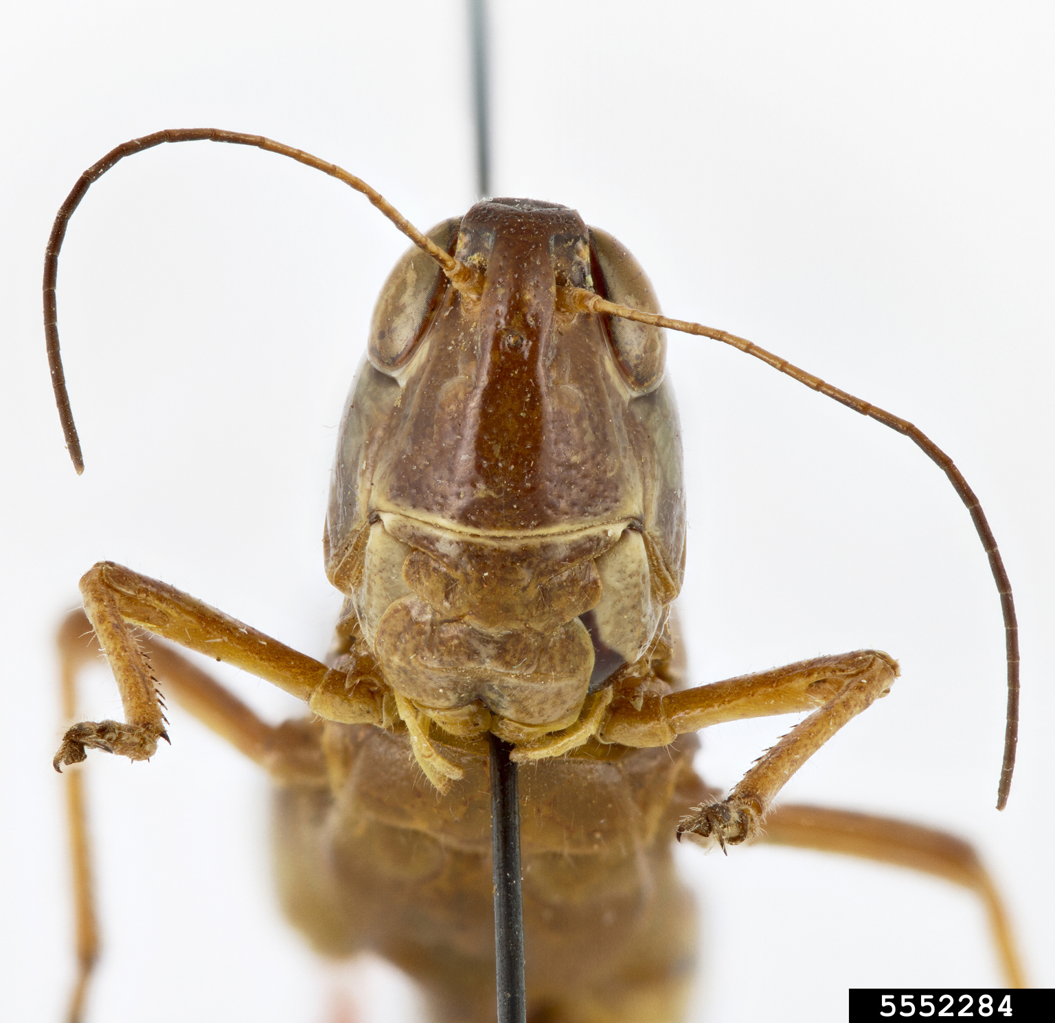 yellow-belly boopie (Boopedon flaviventris)