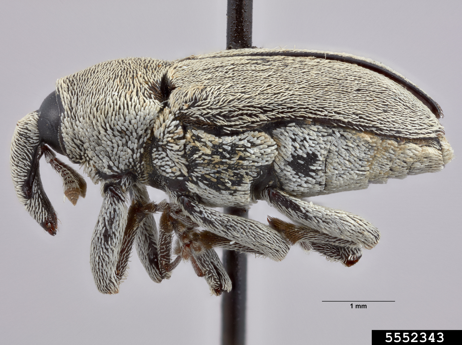 Jimson weed weevil (Trichobaris compacta)