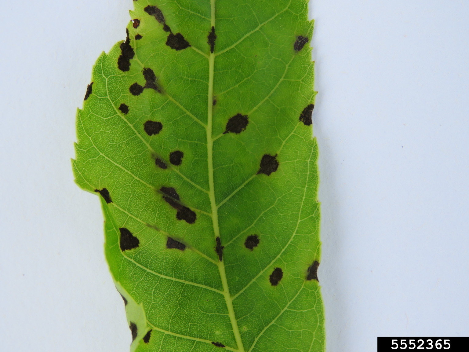 pecan scab (Fusicladium effusum)