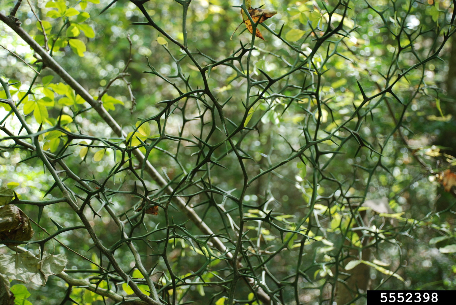 trifoliate orange (Citrus trifoliata (L.) Raf.)