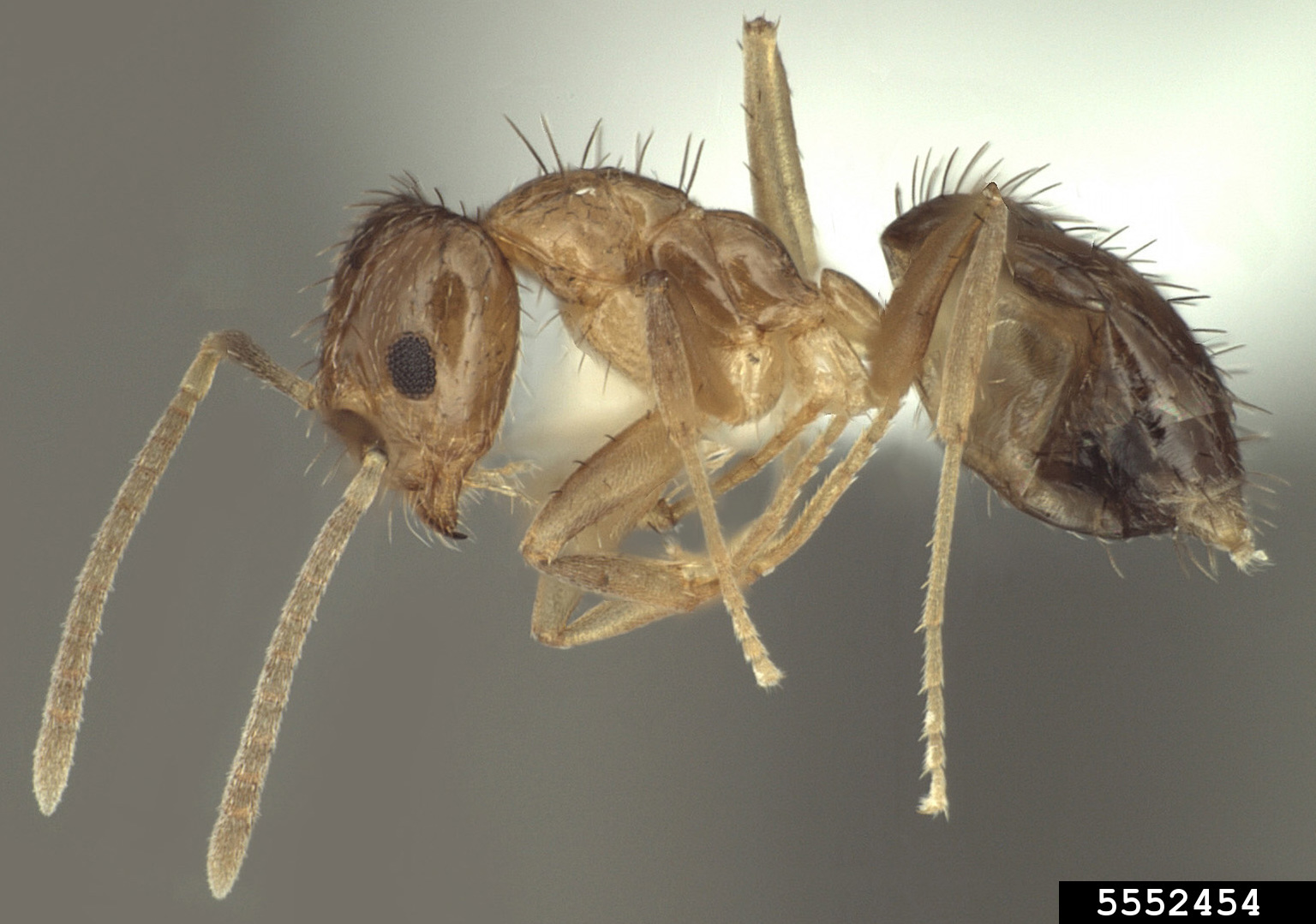 tawny crazy ant (Nylanderia fulva (Mayr, 1862))