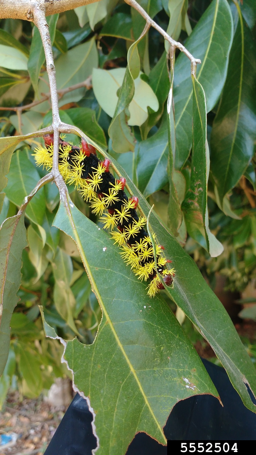 Leucanella moths (Leucanella viridescens Walker, 1855)