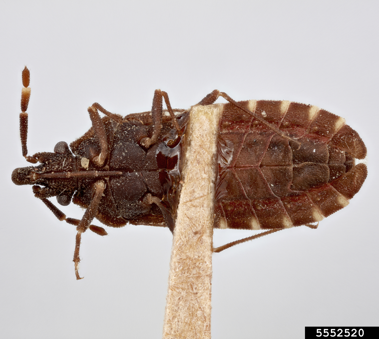 Yukon flat bug (Aradus lugubris)