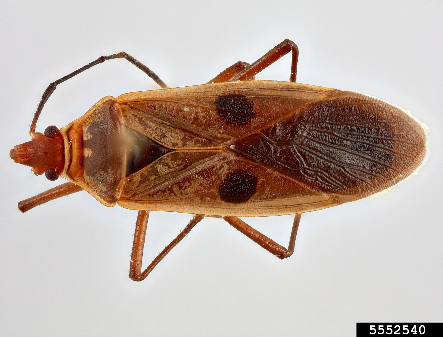 cotton stainer (Dysdercus chiriquinus Distant)