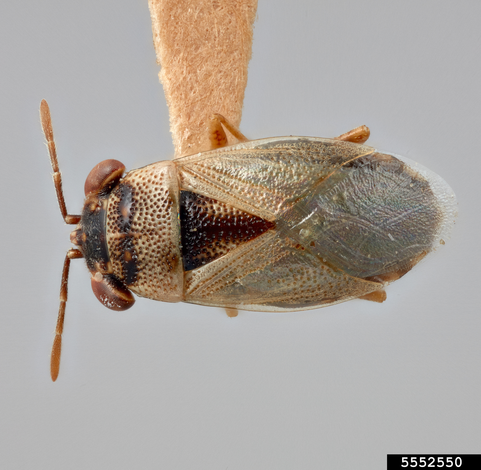 bigeyed bugs (Geocoris pallens Stal)
