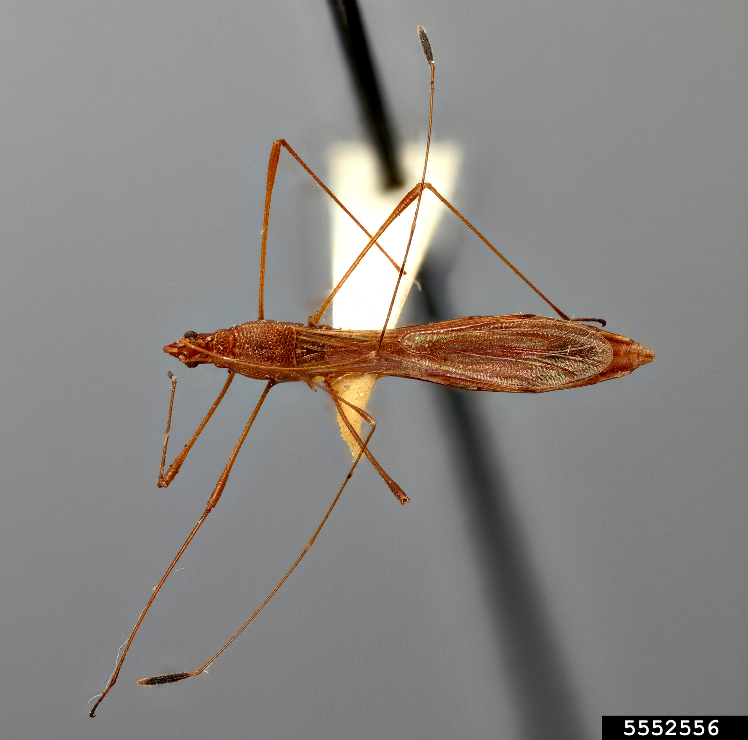 stilt bug (Jalysus spinosus)