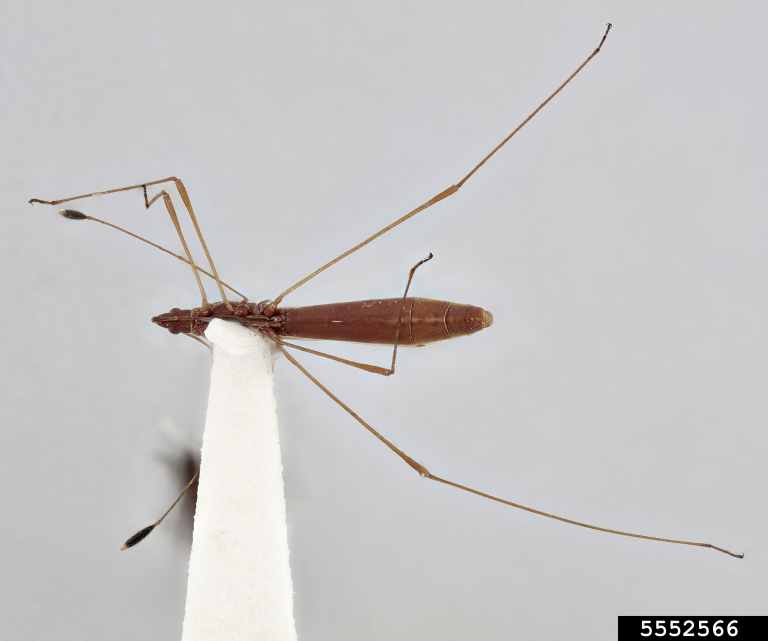 stilt bug (Jalysus spinosus)