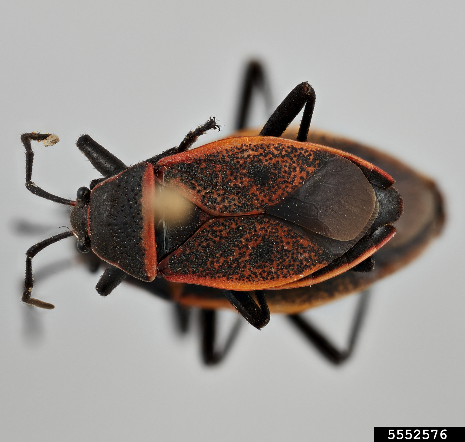 bordered plant bug (Largus convivus Stål)