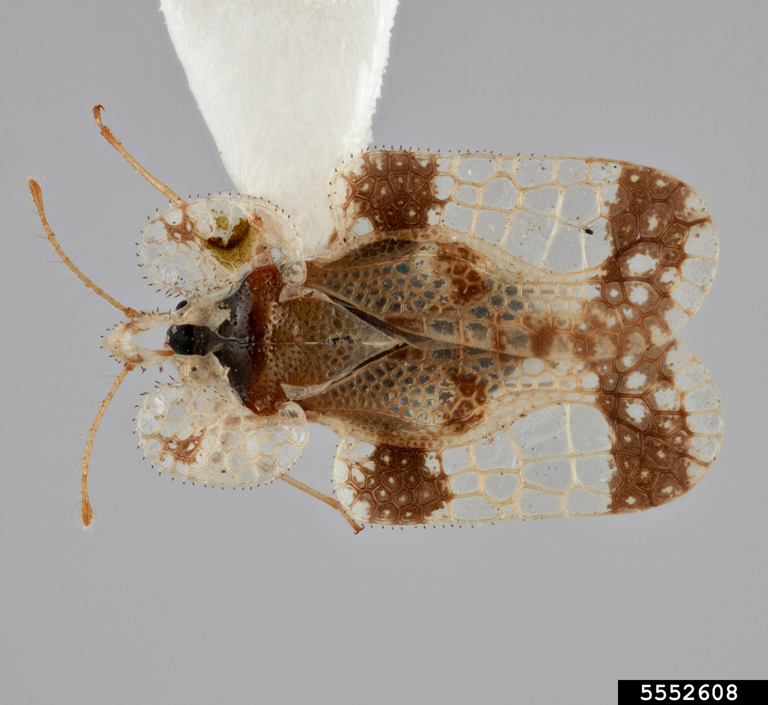 rhododendron lace bug (Stephanitis rhododendri)