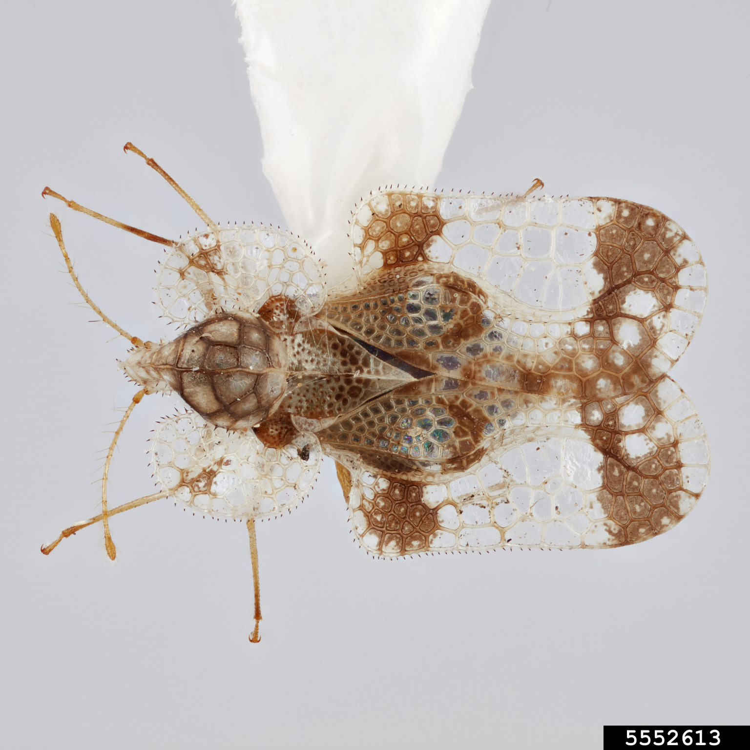 rhododendron lace bug (Stephanitis rhododendri)