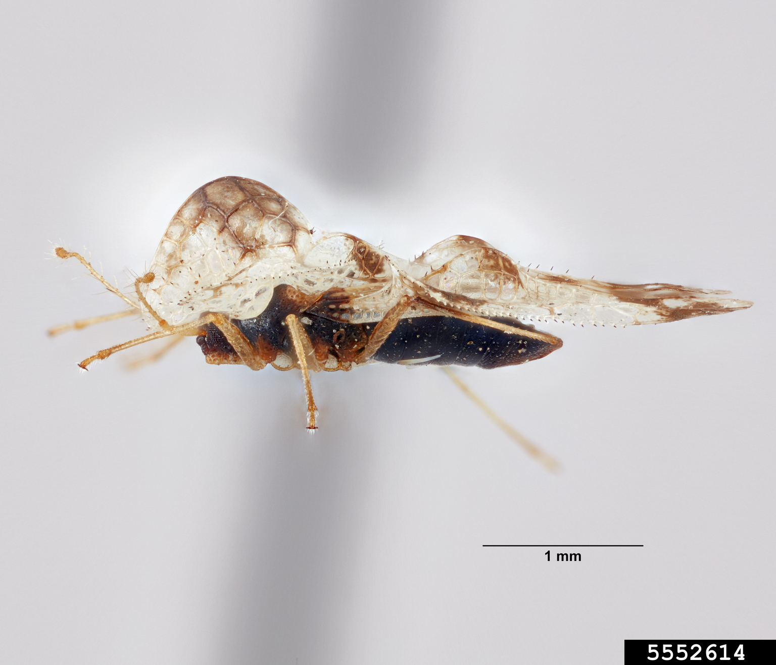 rhododendron lace bug (Stephanitis rhododendri)