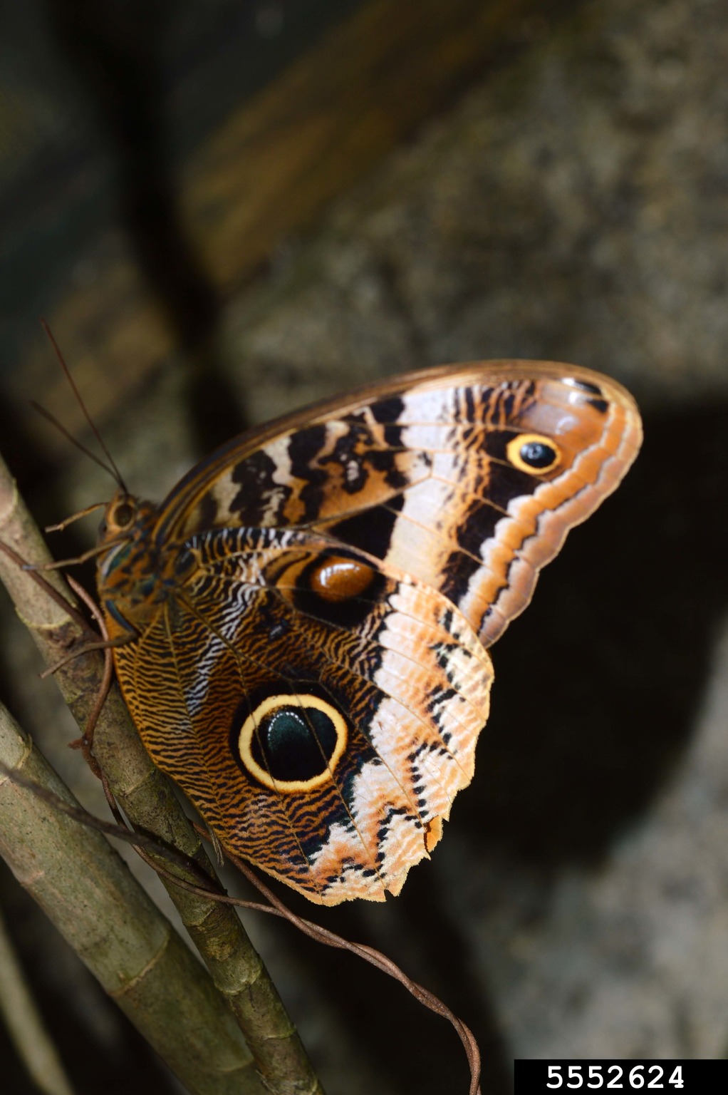 owl butterflies (Genus Caligo Hubner 1819)