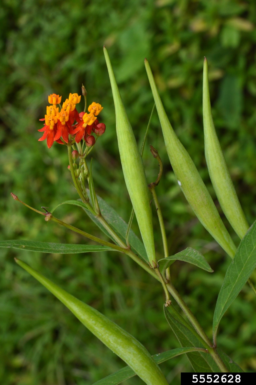 bloodflower milkweed (Asclepias curassavica L.)