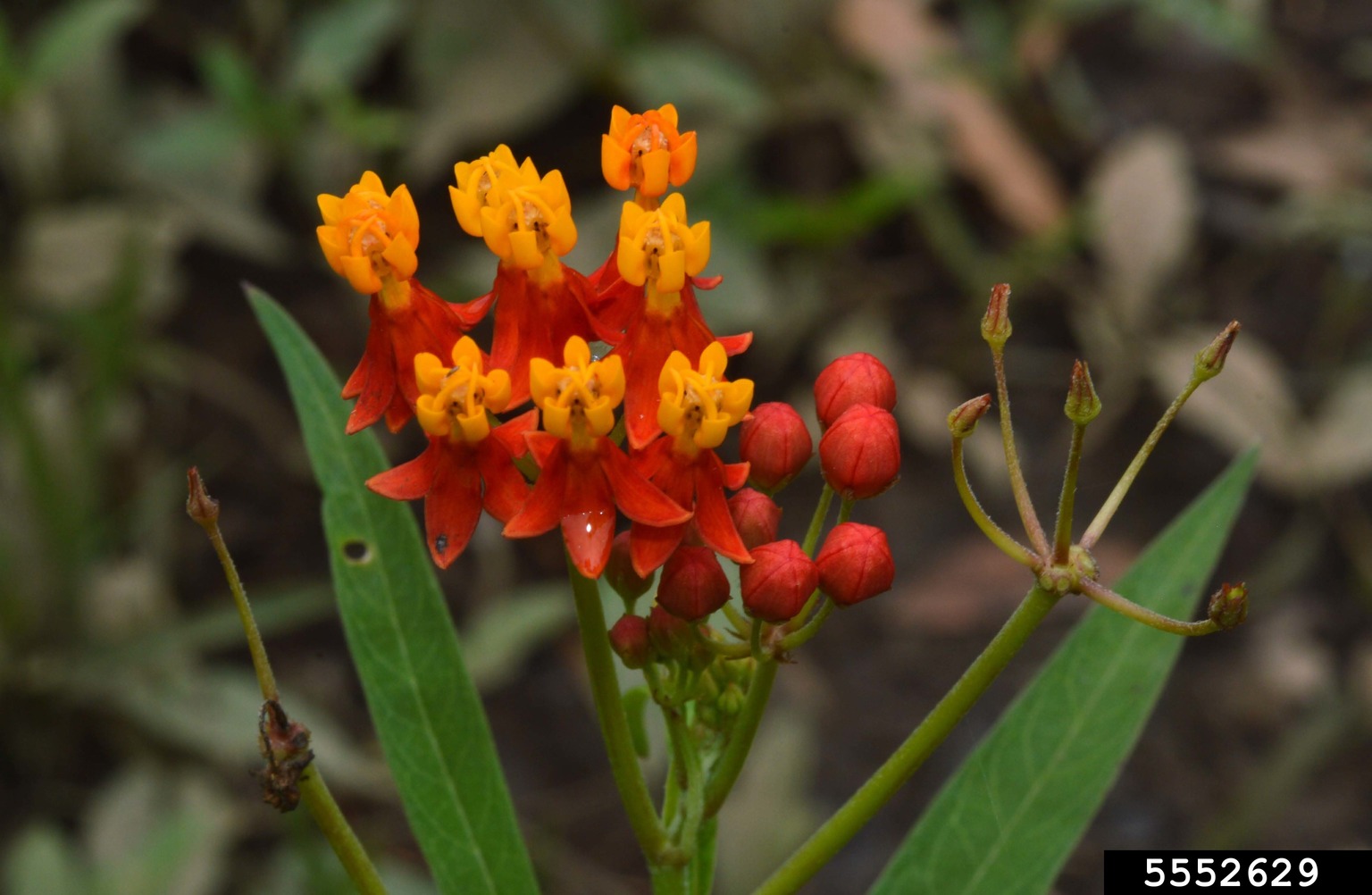 bloodflower milkweed (Asclepias curassavica L.)