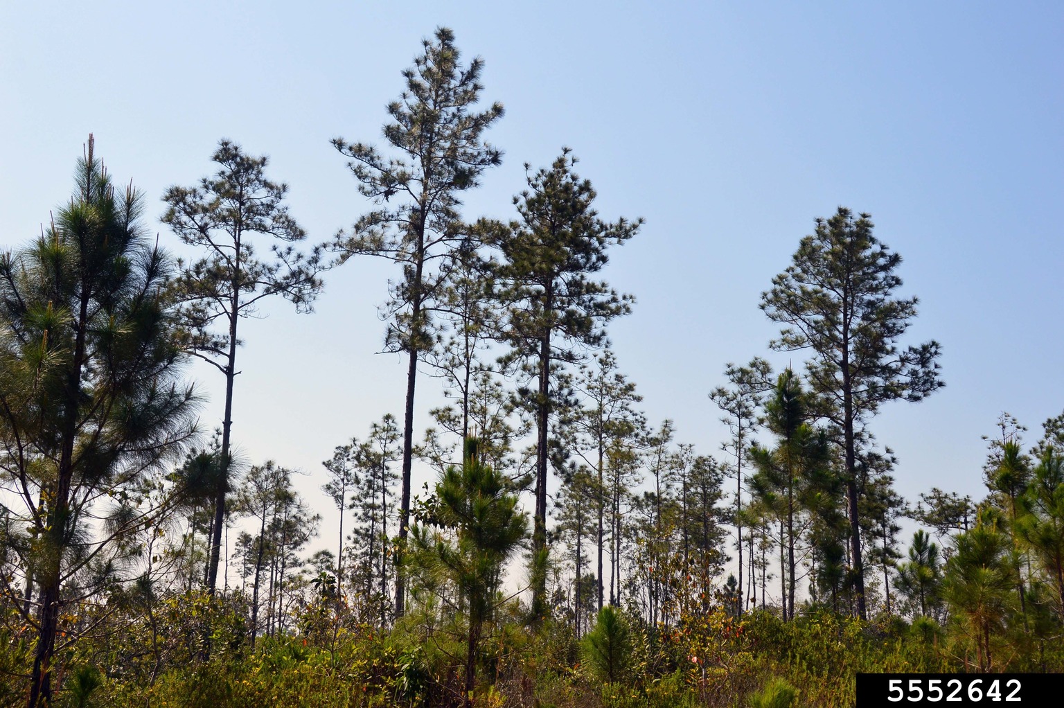 Caribbean pine (Pinus caribea)