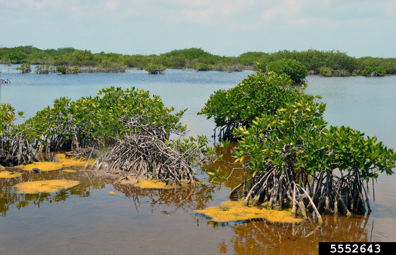 red mangrove (Rhizophora mangle L.)