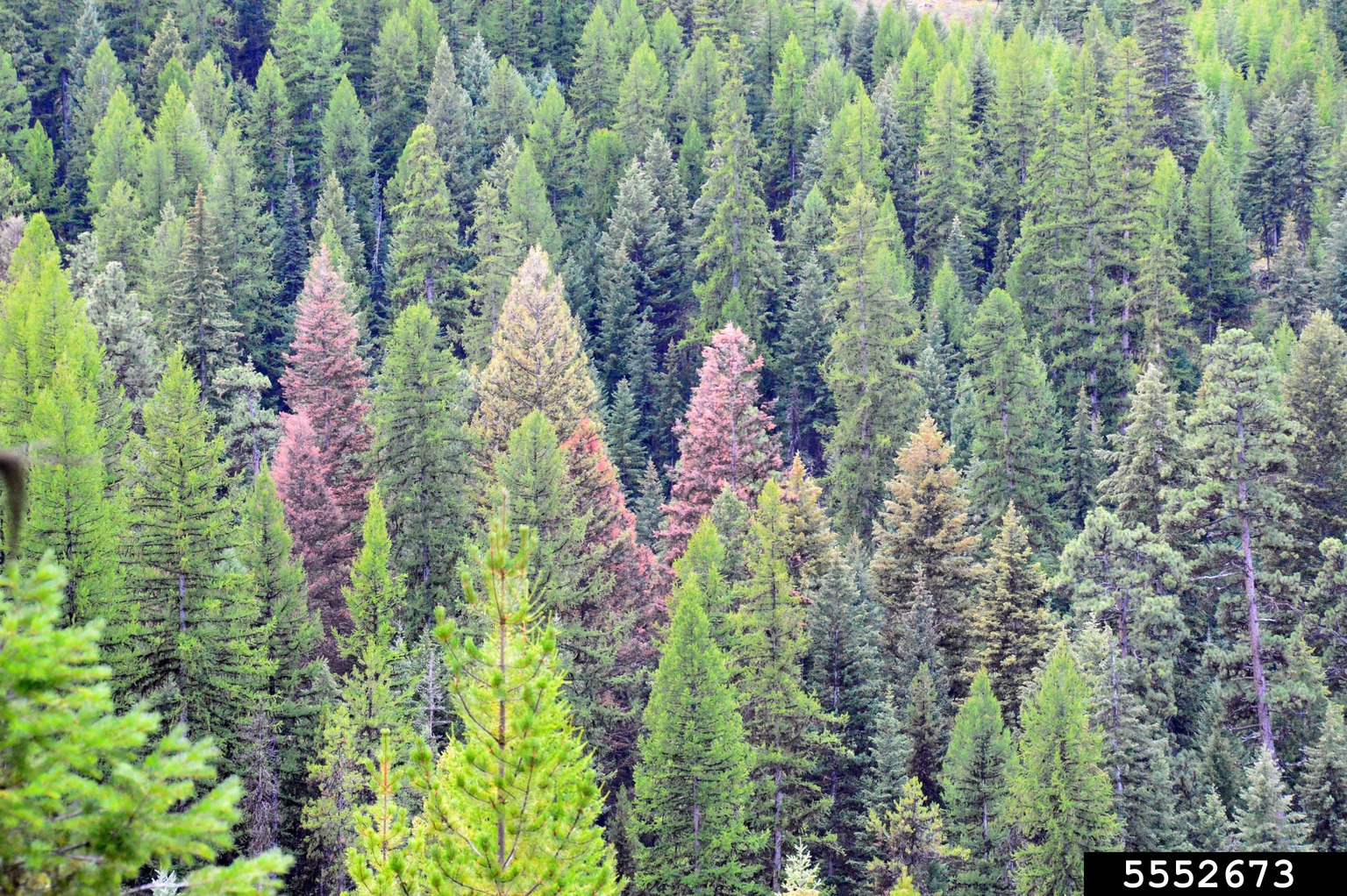 Douglas-fir beetle (Dendroctonus pseudotsugae)