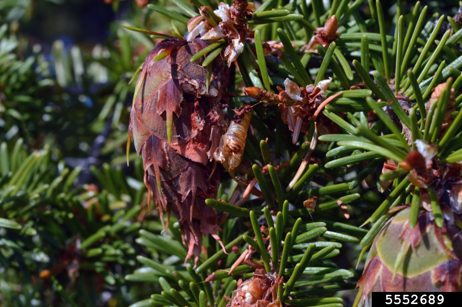 western spruce budworm (Choristoneura occidentalis (Walsingham, 1891))
