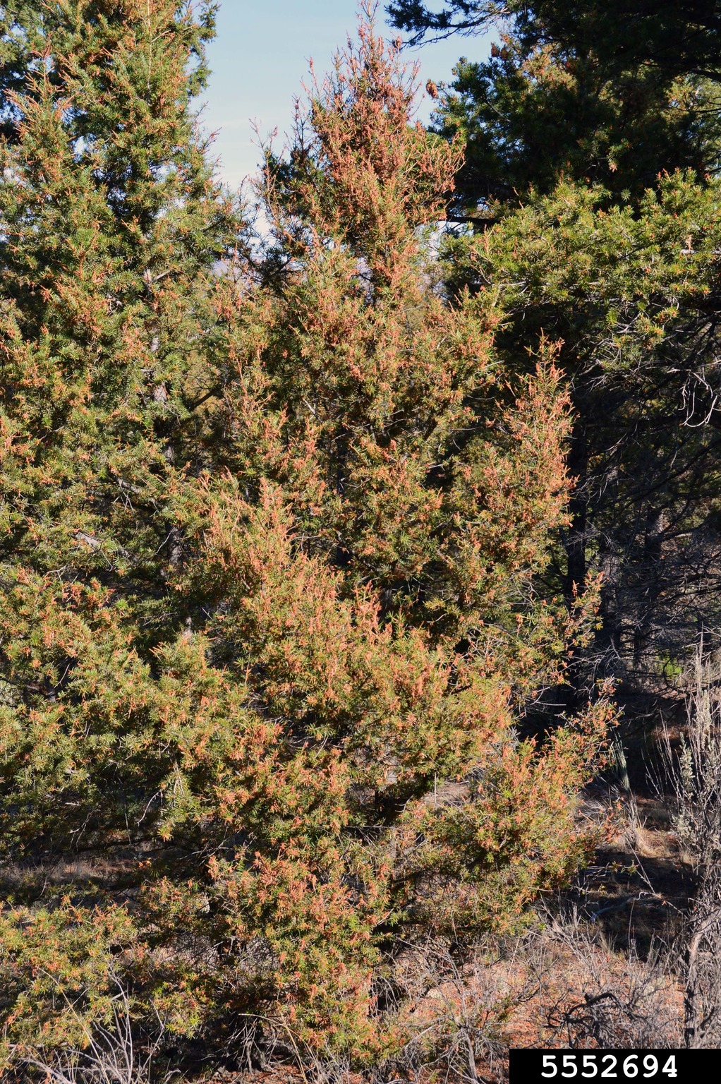 western spruce budworm moth (Choristoneura occidentalis)