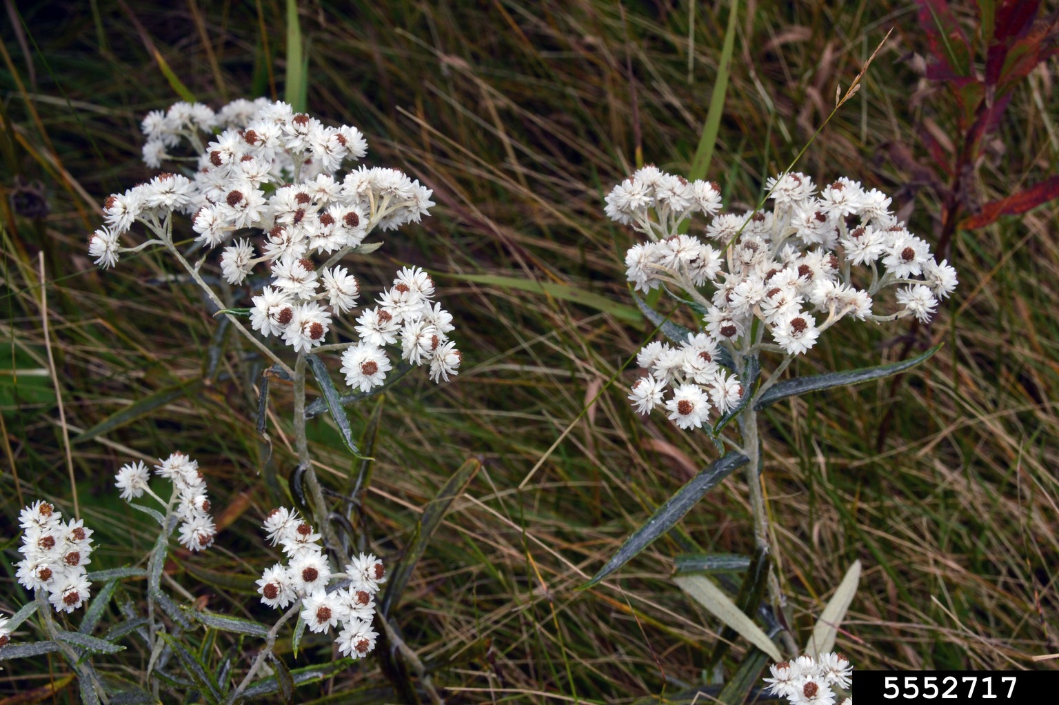 pearly everlasting (Anaphalis margaritacea (L.) Benth.)