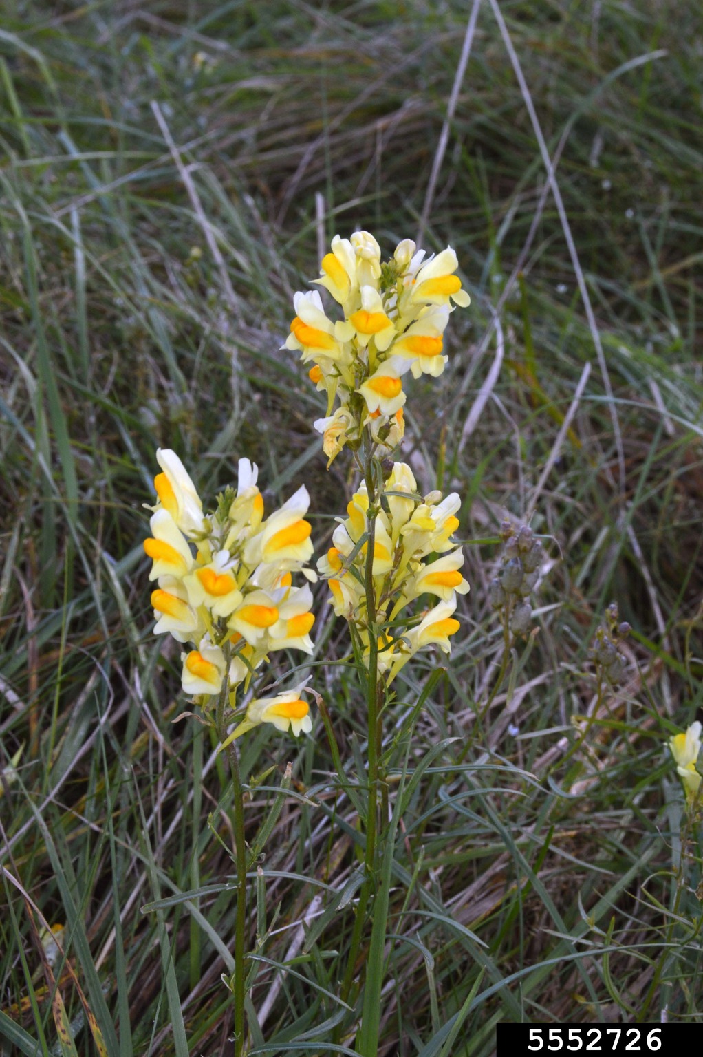 yellow toadflax (Linaria vulgaris P. Mill.)