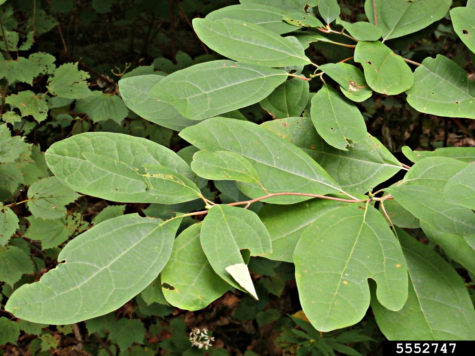 spicebush swallowtail (Papilio troilus Linnaeus)
