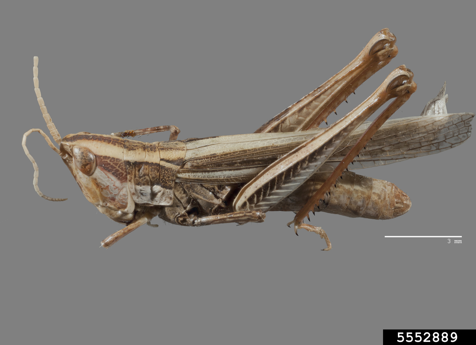 Western spotted-winged grasshopper (Cordillacris occipitalis (Thomas ...