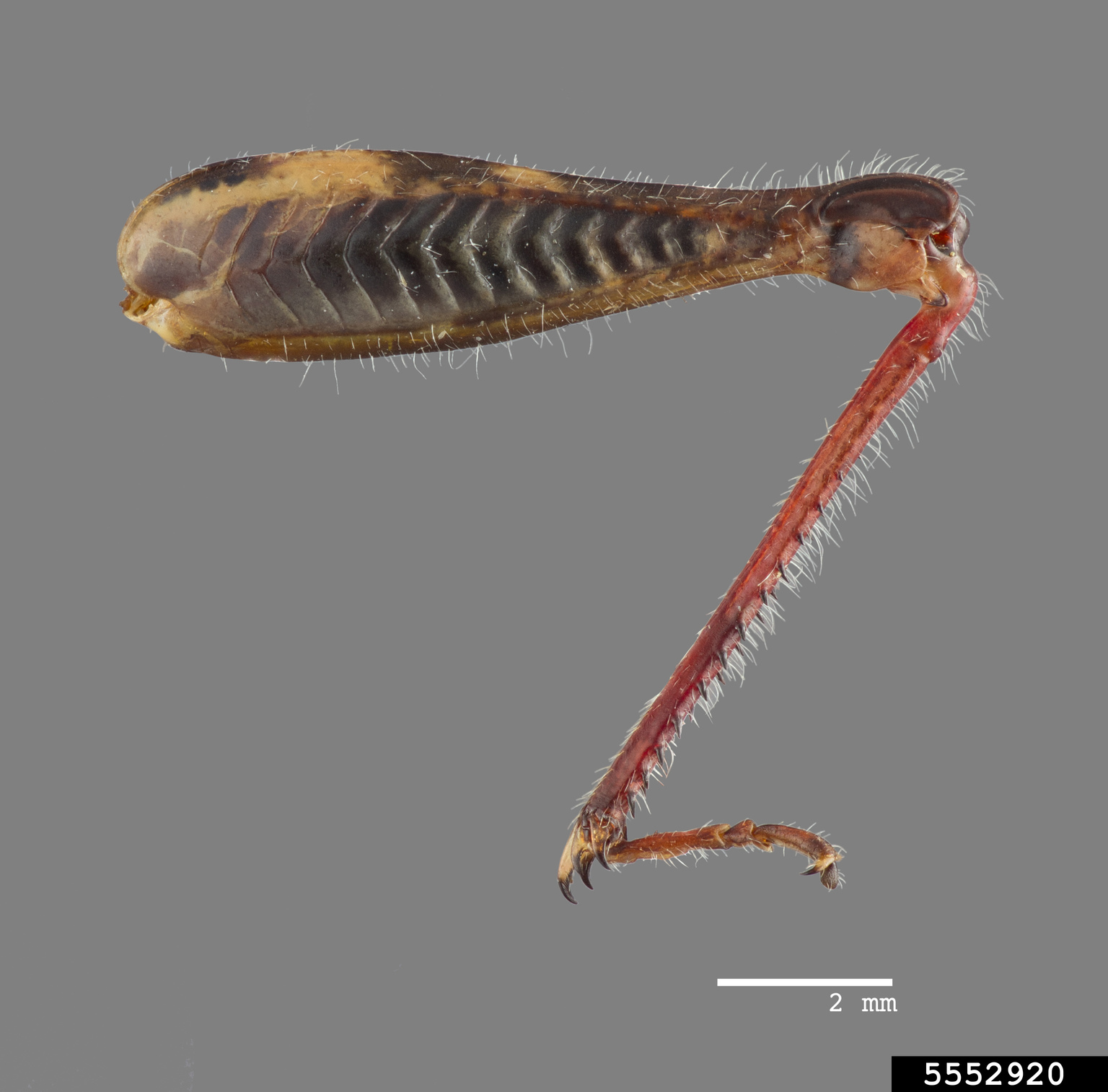 Dawson's grasshopper (Melanoplus dawsoni (Scudder, 1875))